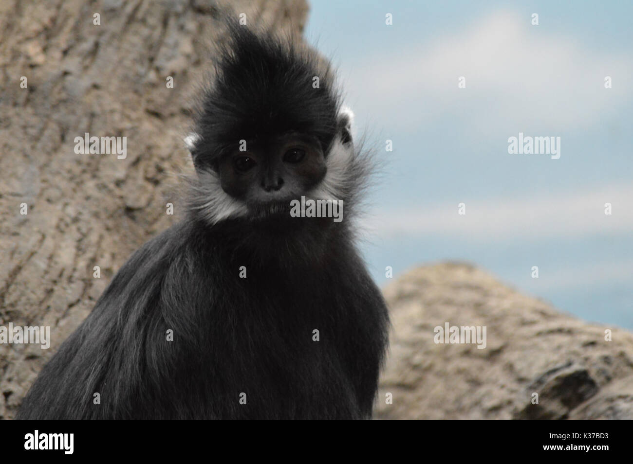 White head monkey hi-res stock photography and images - Alamy
