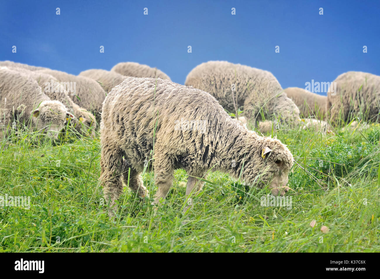 Sheep grazing greenery herb hi-res stock photography and images - Alamy