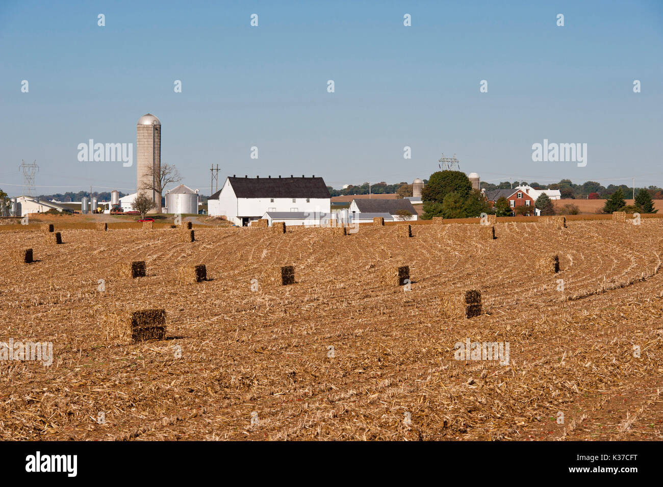 SQUARE HAY BALES ACROSS HARVESTED CORN FIELD AND FARM IN BACKGROUND ...