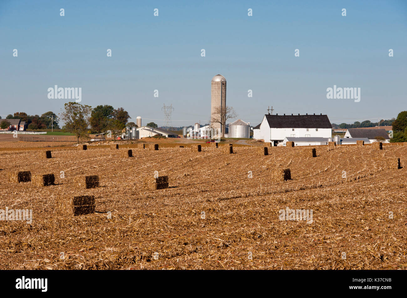 SQUARE HAY BALES ACROSS HARVESTED CORN FIELD AND FARM IN BACKGROUND ...