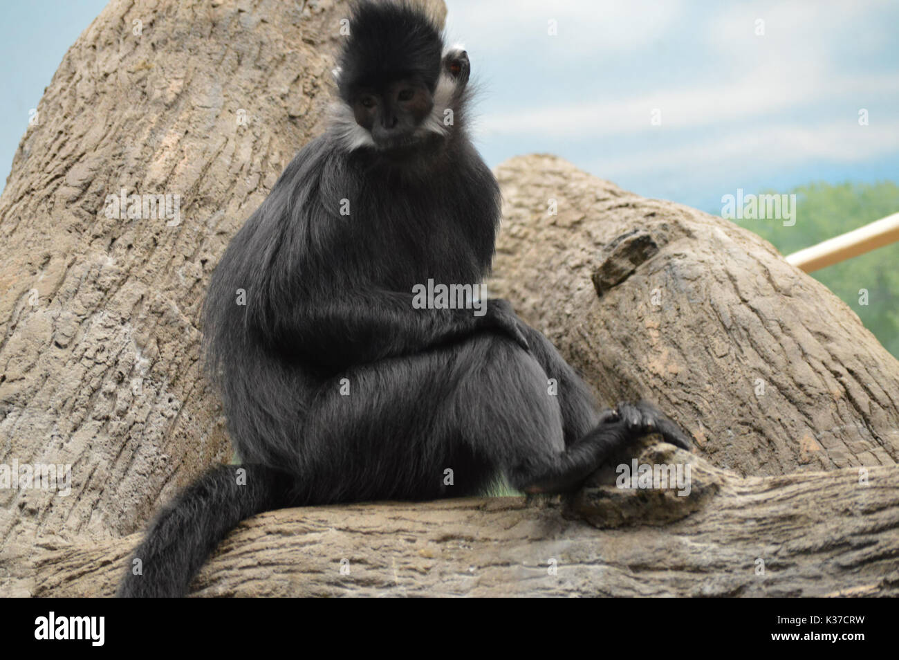 White head monkey hi-res stock photography and images - Alamy