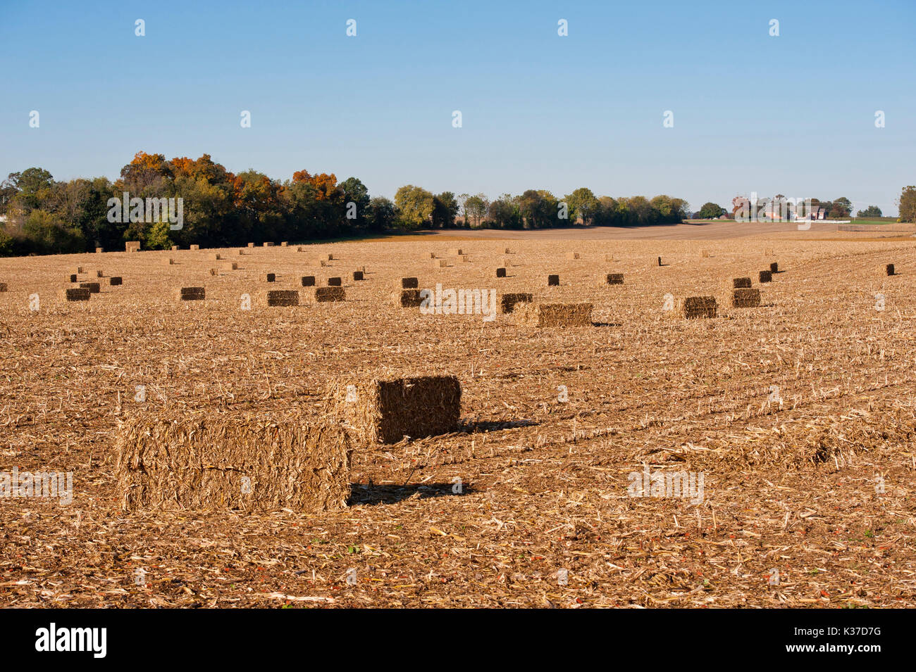 Corn square hi-res stock photography and images - Alamy