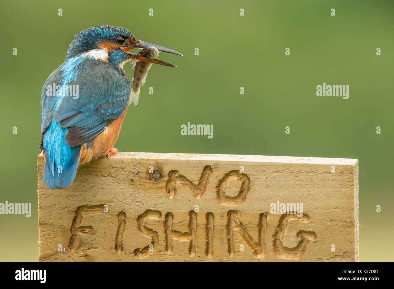 Kingfisher no fishing sign hi-res stock photography and images - Alamy