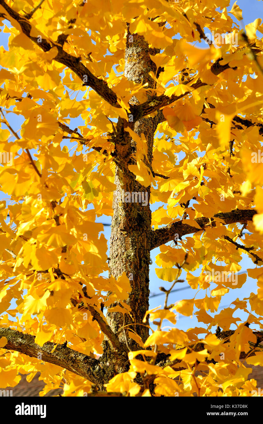 golden foliage of a ginkgo in autumn Stock Photo - Alamy