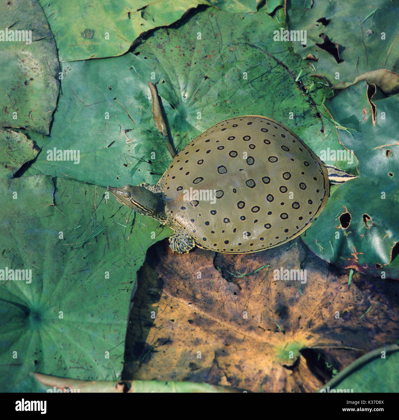Trionyx hi-res stock photography and images - Alamy