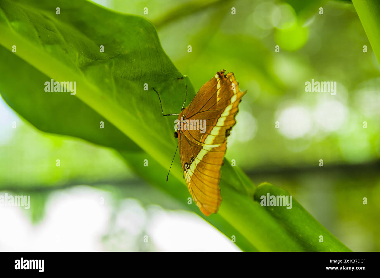 Mindo in Ecuador, a perfect spot to see some beautiful butterflies ...