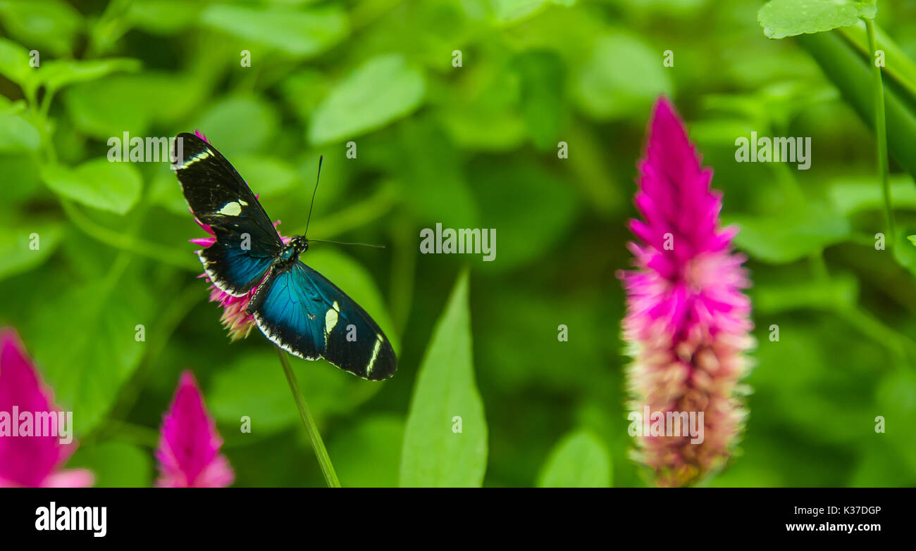 Mindo in Ecuador, a perfect spot to see some beautiful butterflies ...