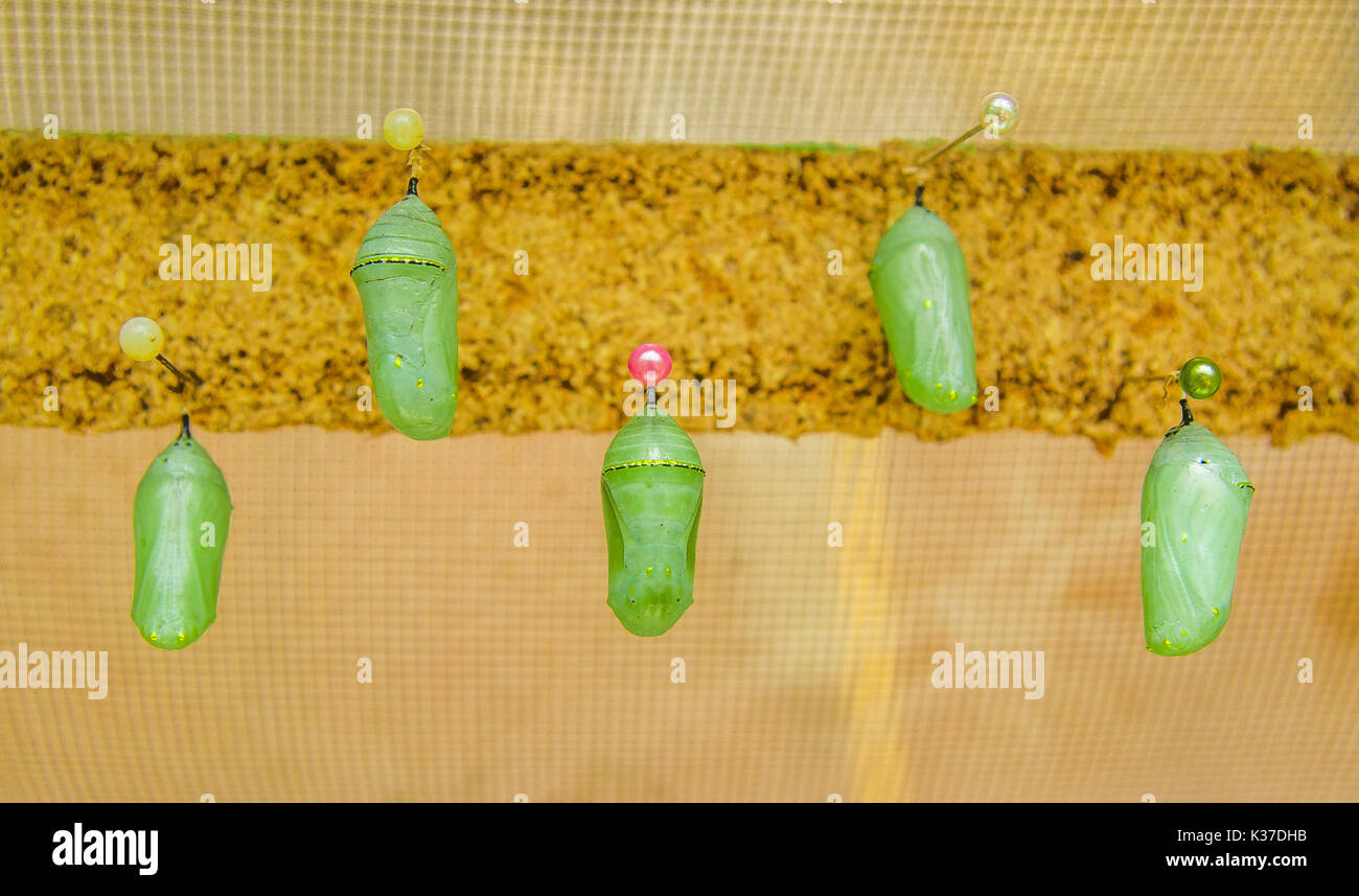 Butterflies in a stage of pupa in Mariposario The Butterfly House in ...