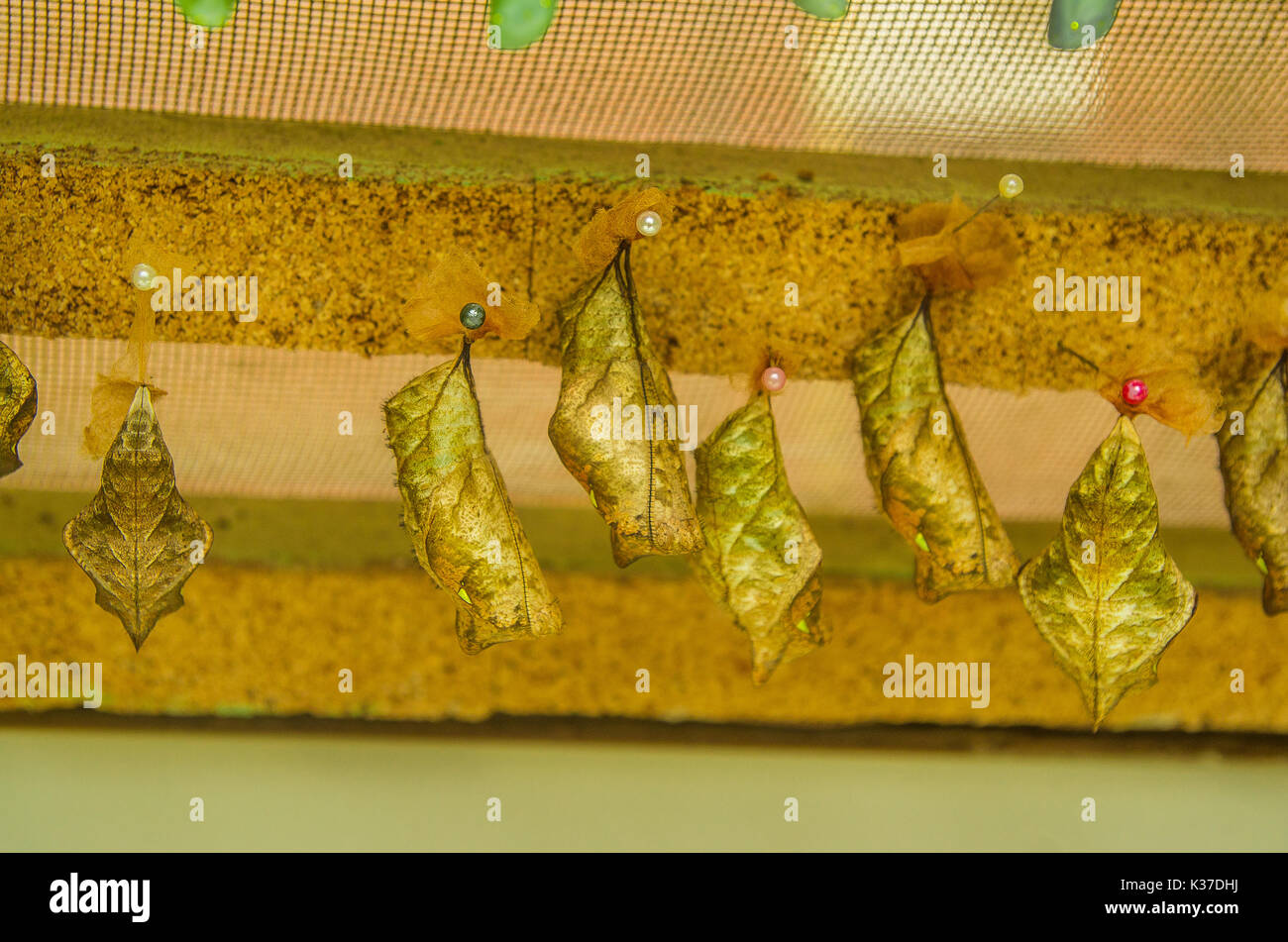 Butterflies in a stage of pupa in Mariposario The Butterfly House in ...