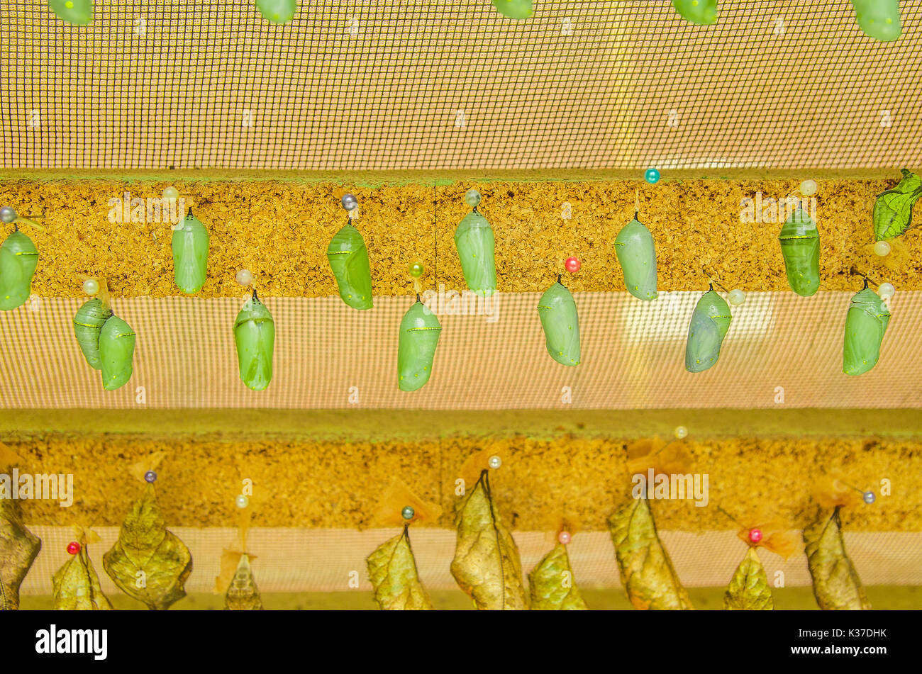 Butterflies in a stage of pupa in Mariposario The Butterfly House in ...