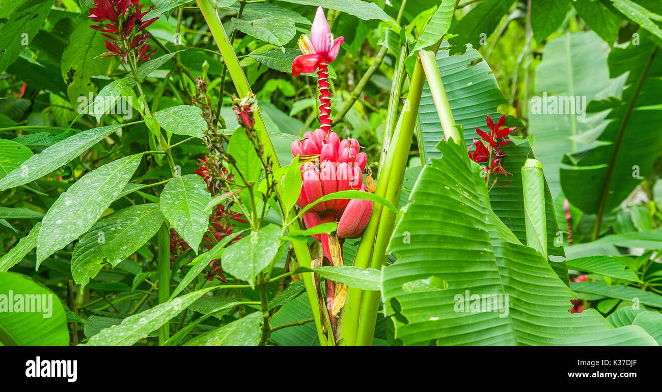 Close up of a little red plantain, located in Mindo recreation place ...