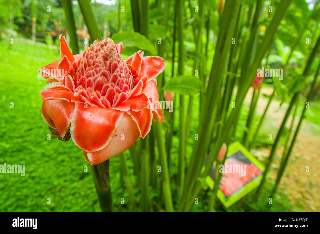 Beautiful flower located in a garden in Mindo, Ecuador Stock Photo - Alamy