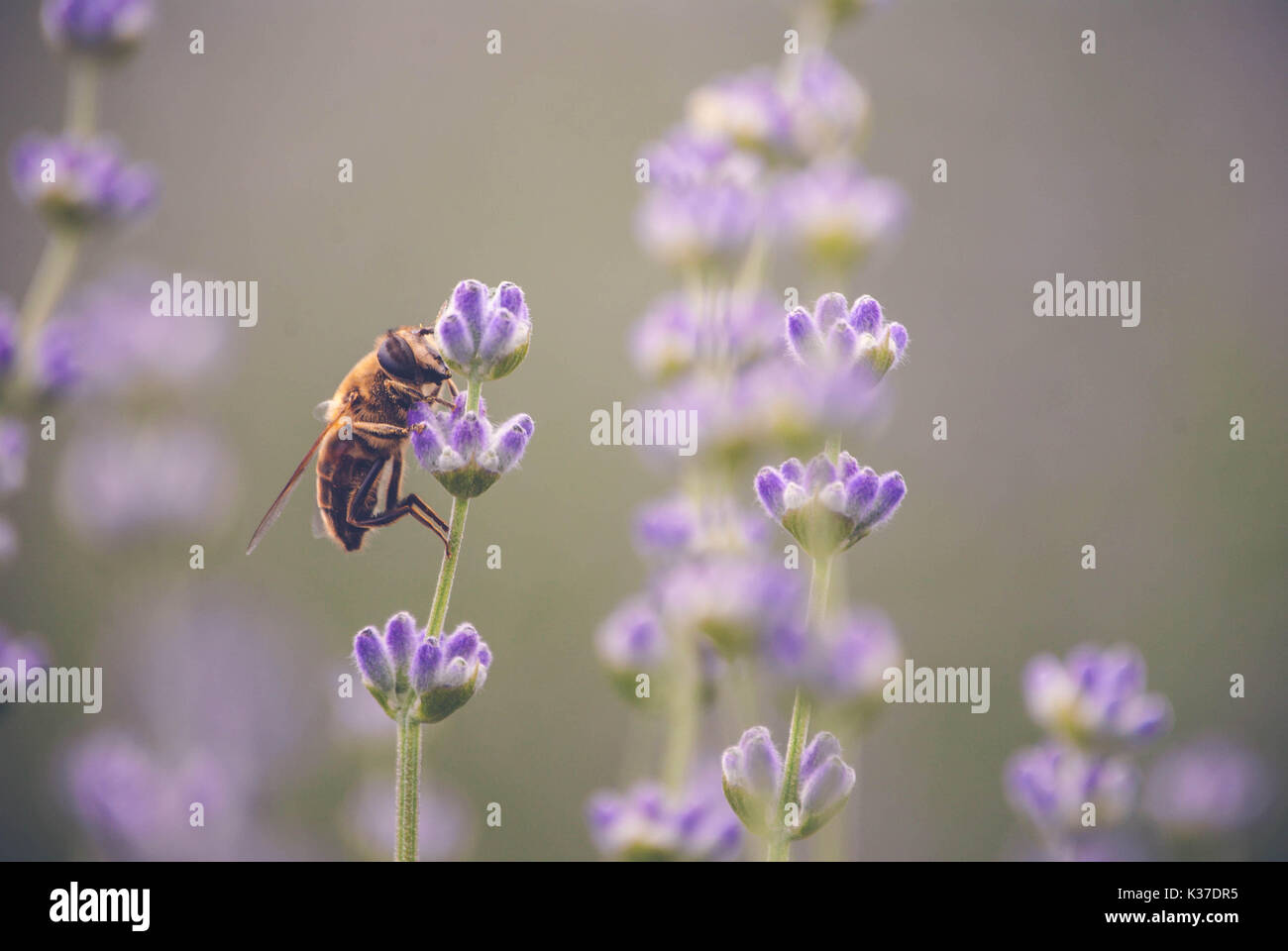 Lavander with bee hi-res stock photography and images - Alamy