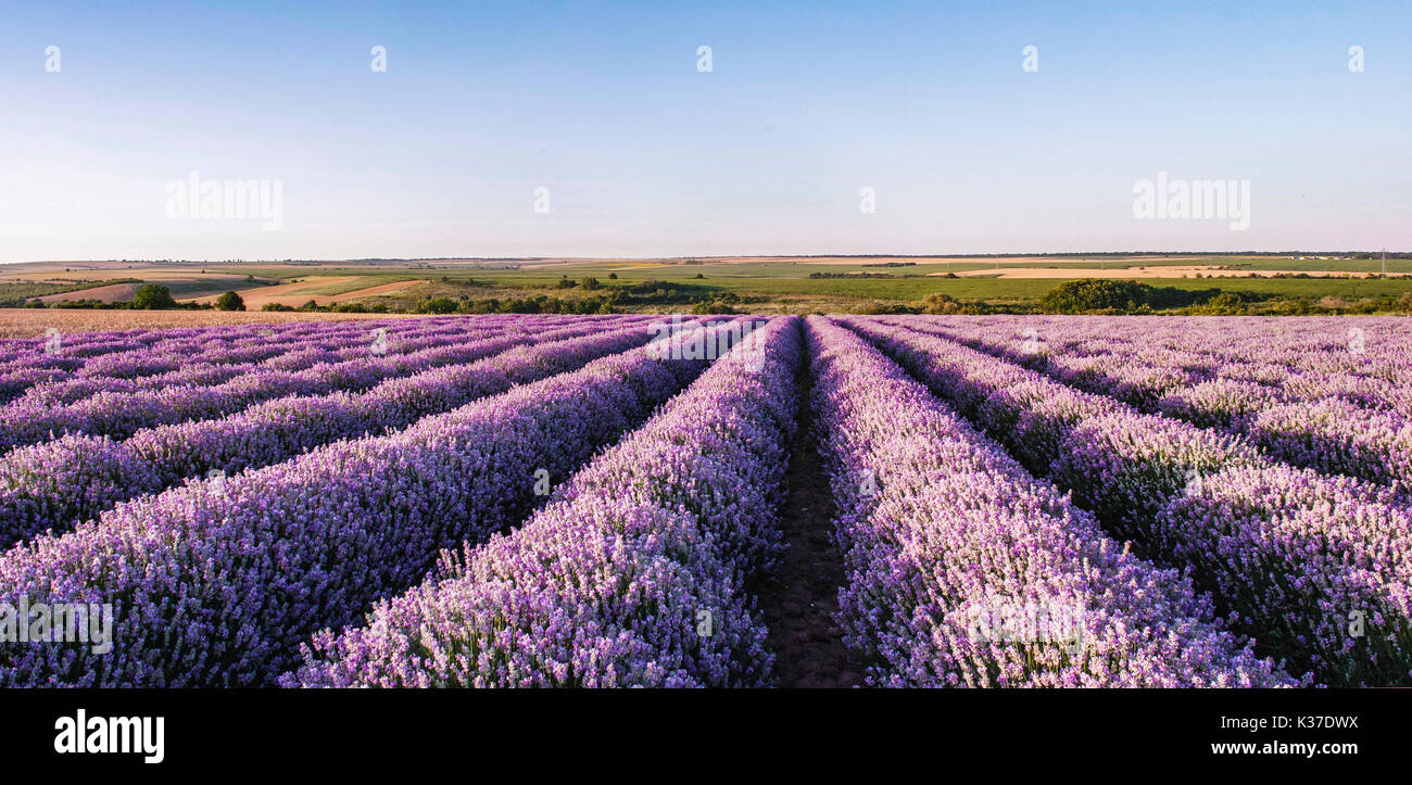 Lavander field hi-res stock photography and images - Alamy