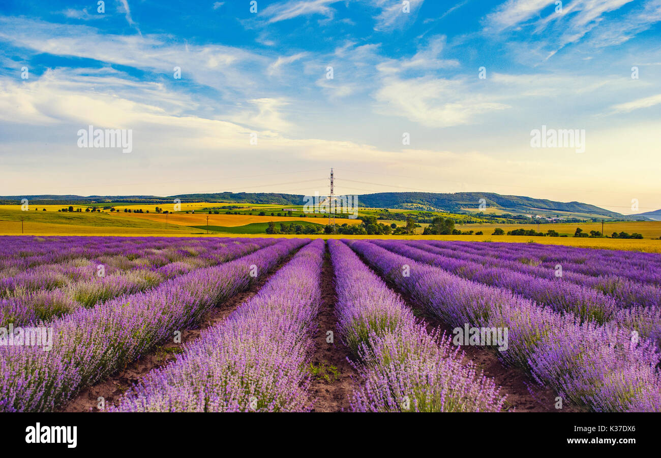 Colors and lavander Stock Photo - Alamy