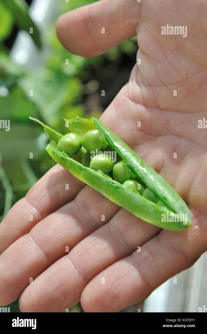 Ripe peas hi-res stock photography and images - Alamy