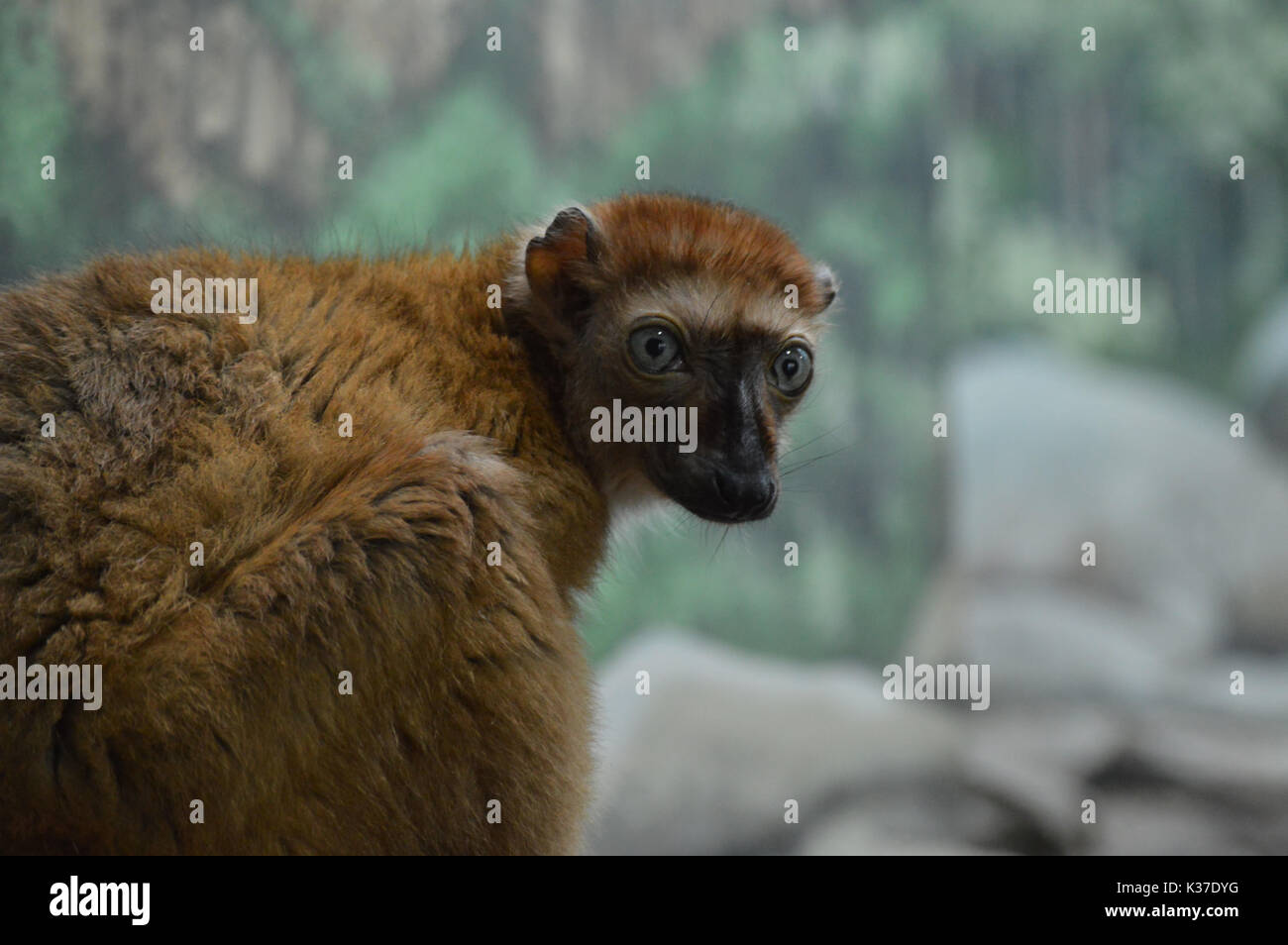Blue Eyed Lemur Stock Photo - Alamy