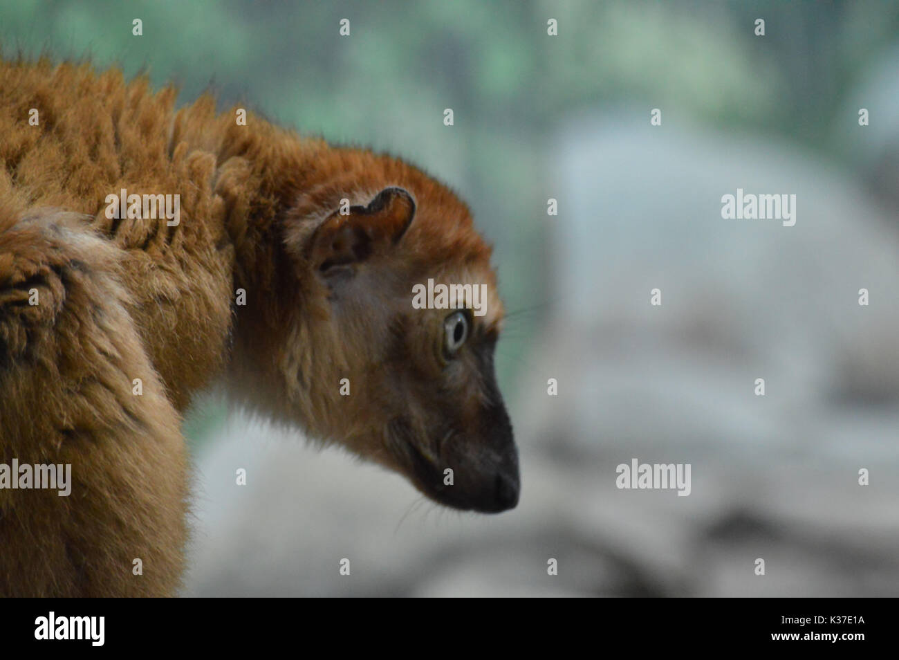 Blue Eyed Lemur Stock Photo - Alamy
