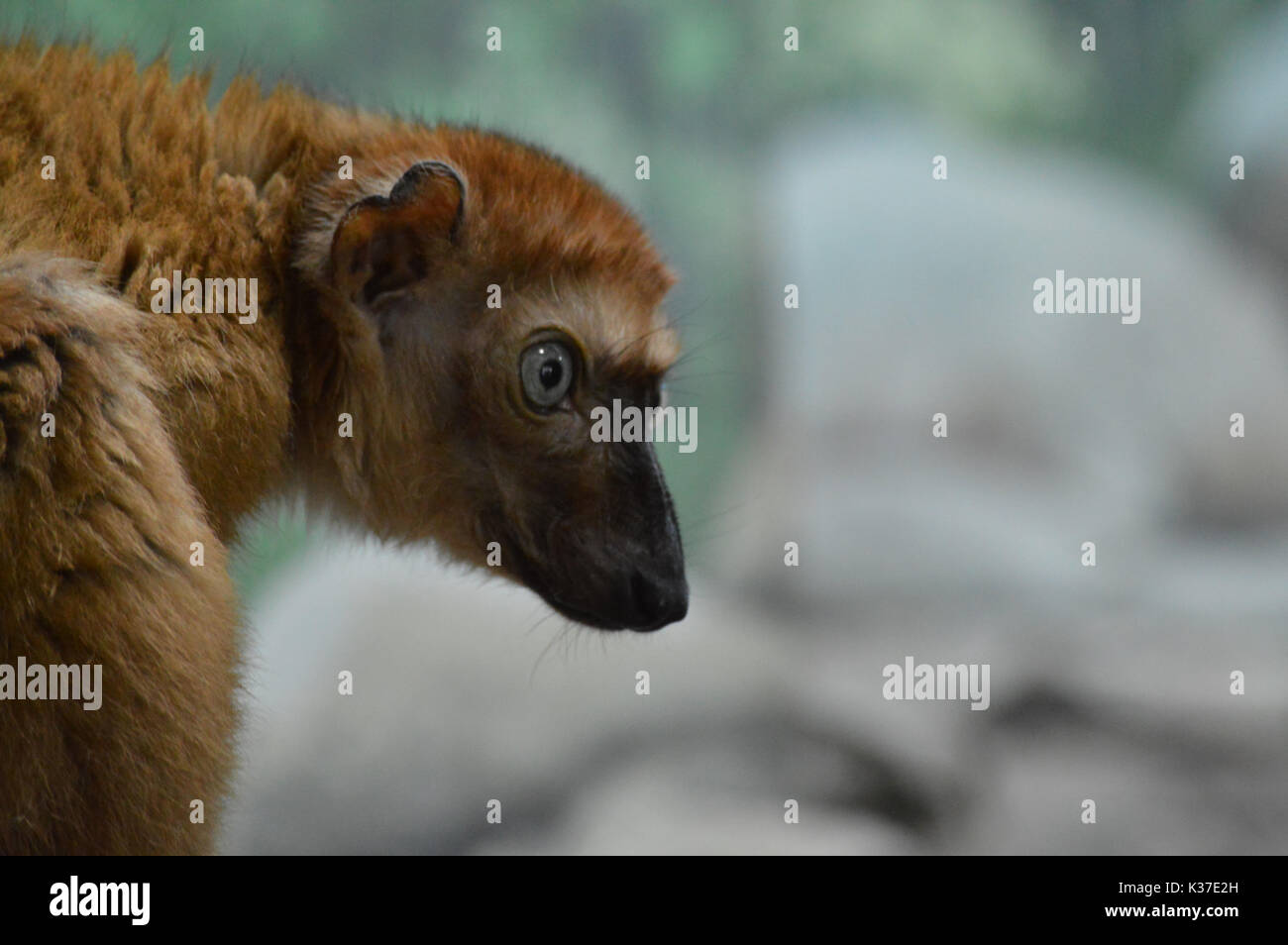 Blue Eyed Lemur Stock Photo - Alamy