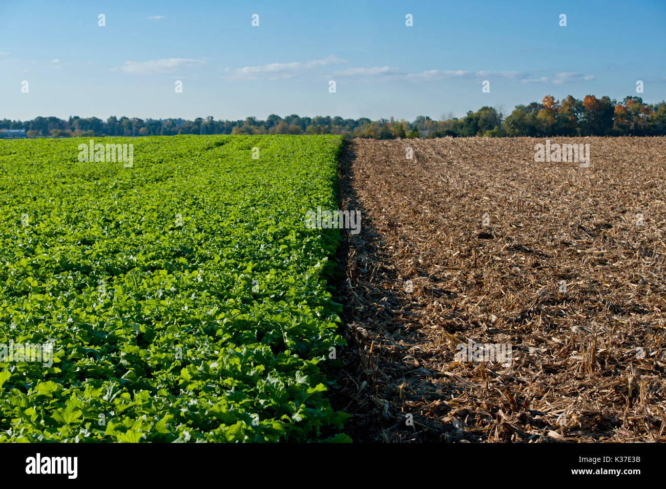RADISH COVER CROP AND CORN STUBBLE SIDE BY SIDE VIEW, LITITZ ...