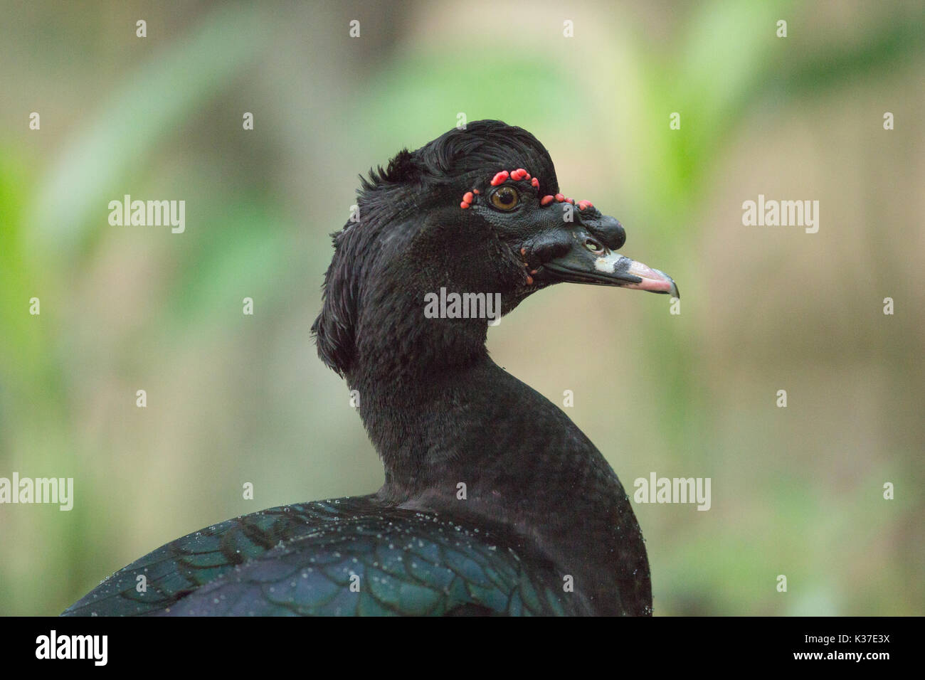Muscovy duck drake hi-res stock photography and images - Alamy