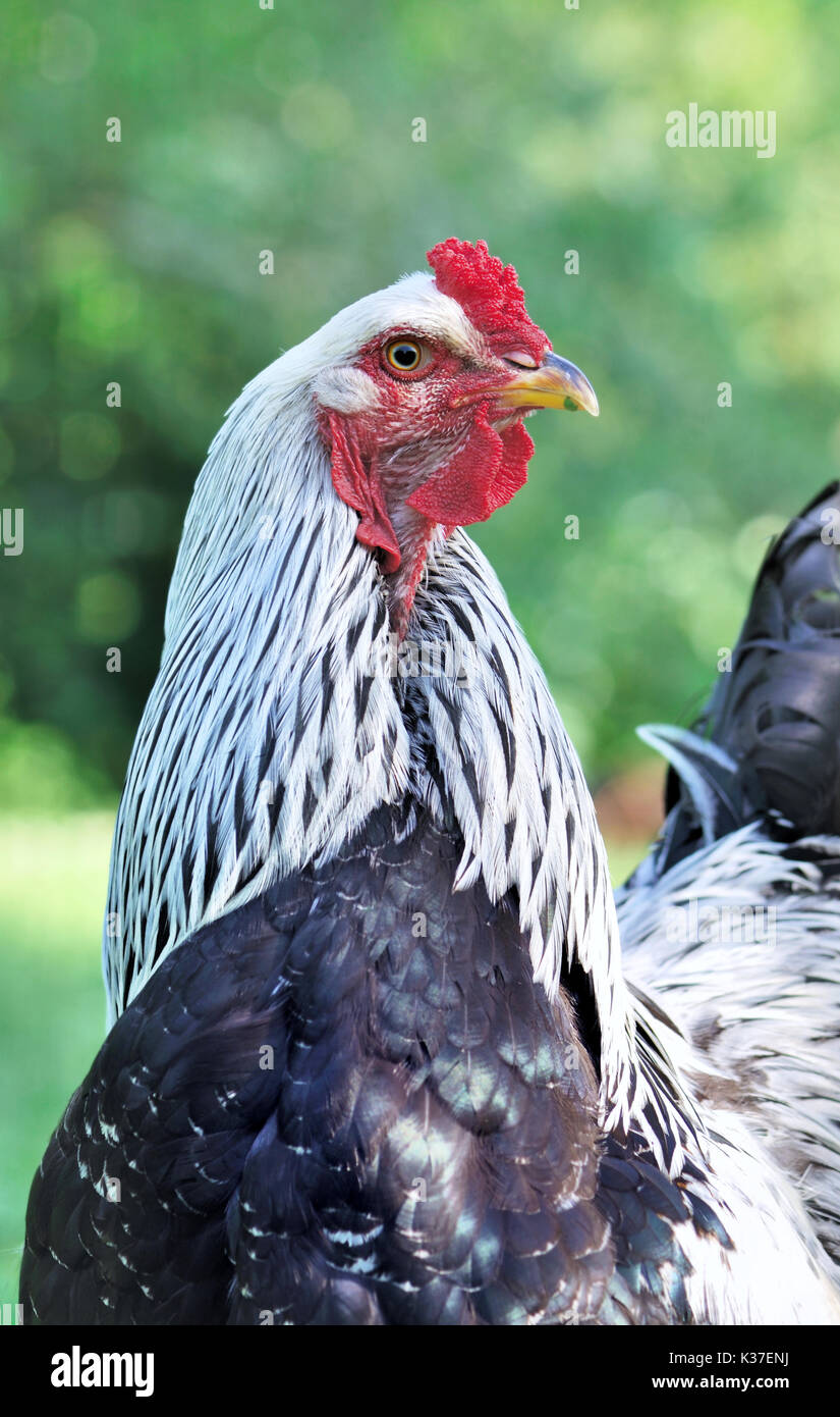 Beautiful rooster hi-res stock photography and images - Alamy