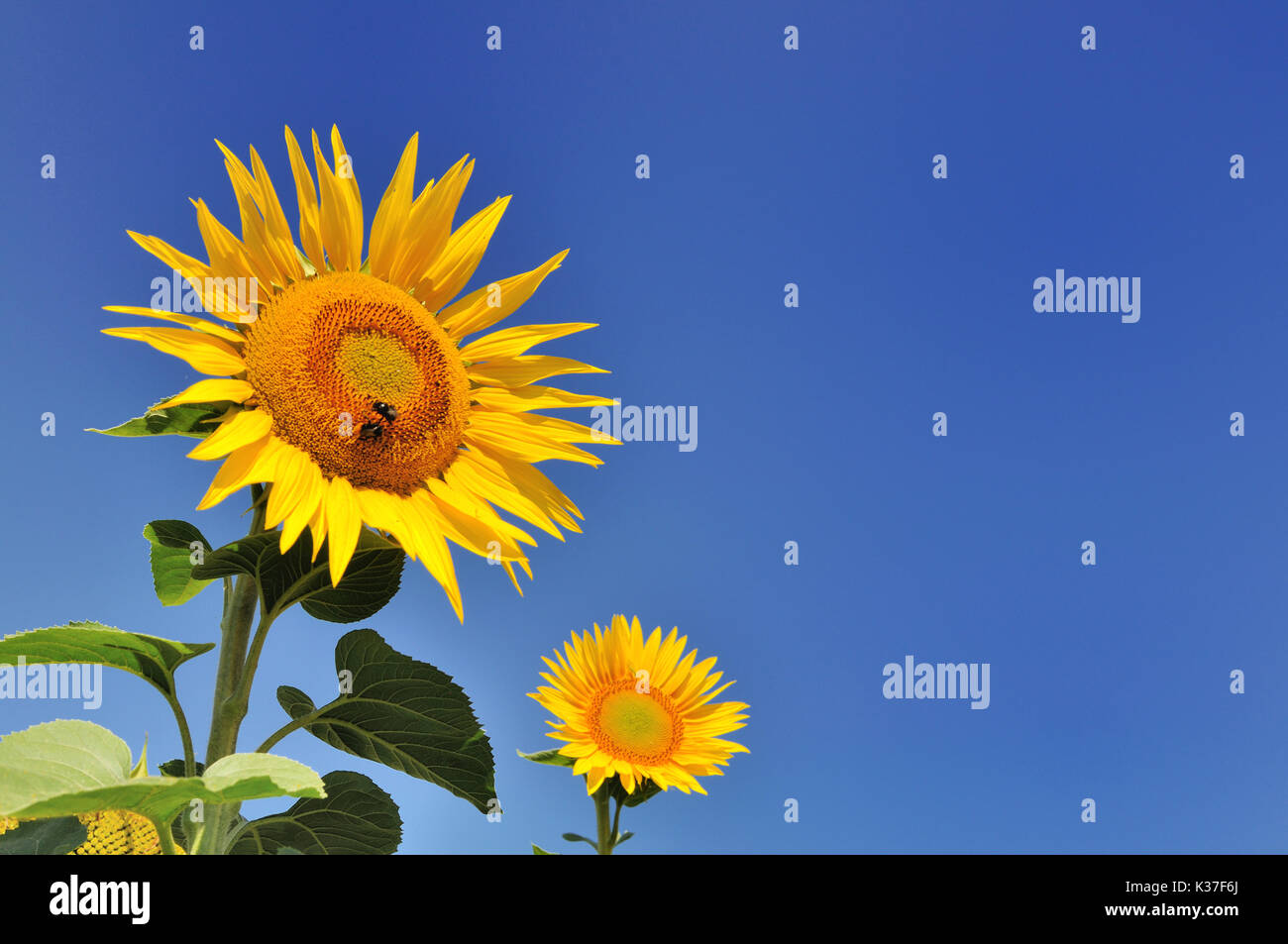 Two large sunflowers hi-res stock photography and images - Alamy