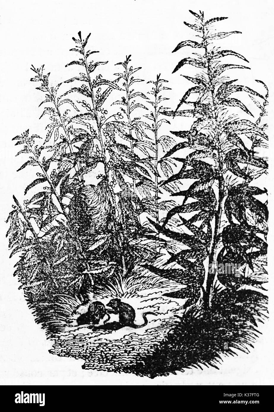 Paris plants Black and White Stock Photos & Images - Alamy