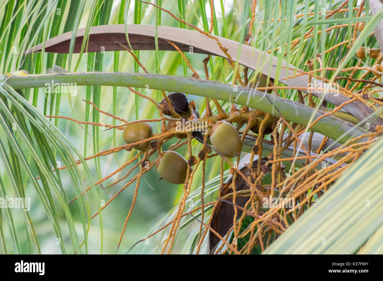 Palm fruits growing on tree hi-res stock photography and images - Alamy