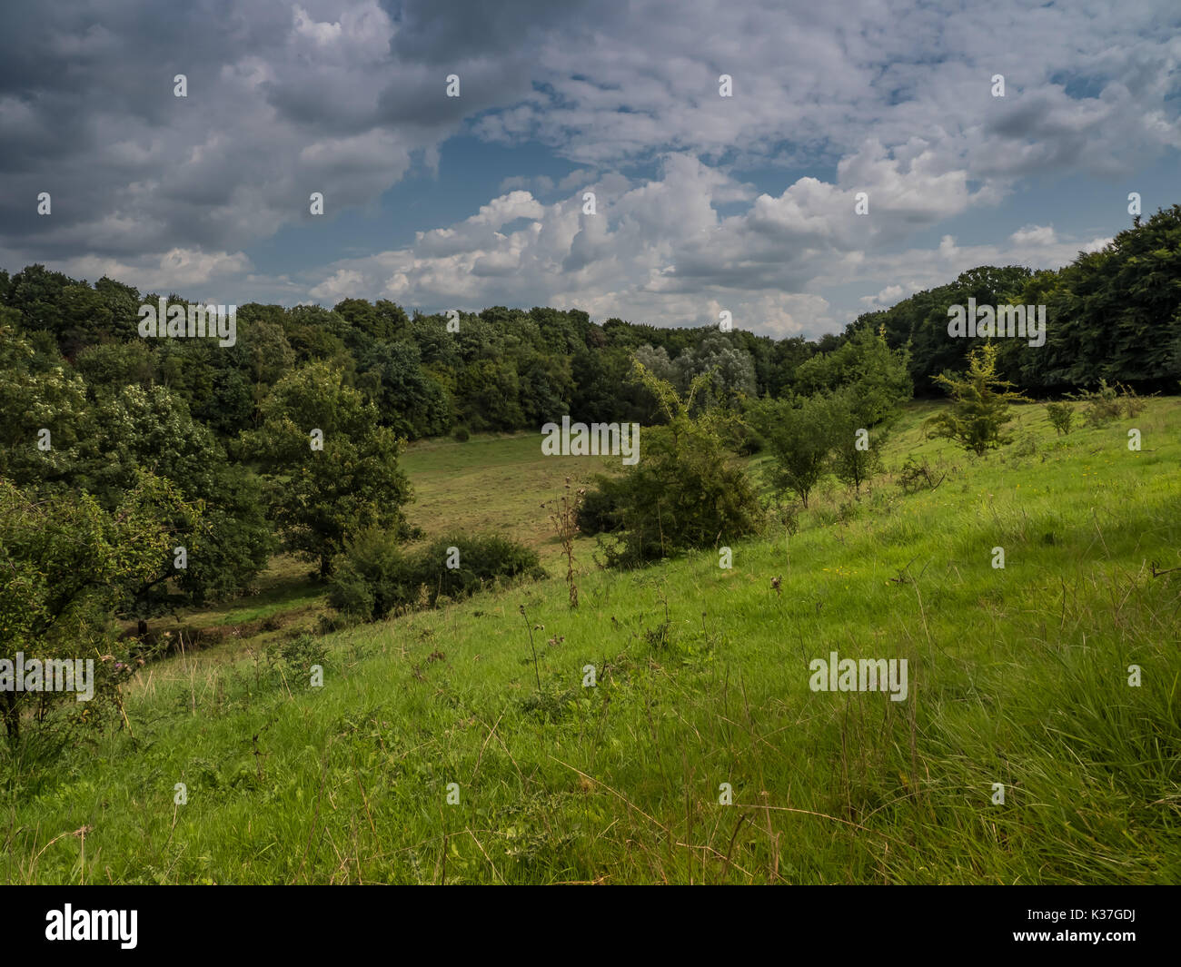 wild meadow in a valley in the middle of the forest and cloudy sky ...