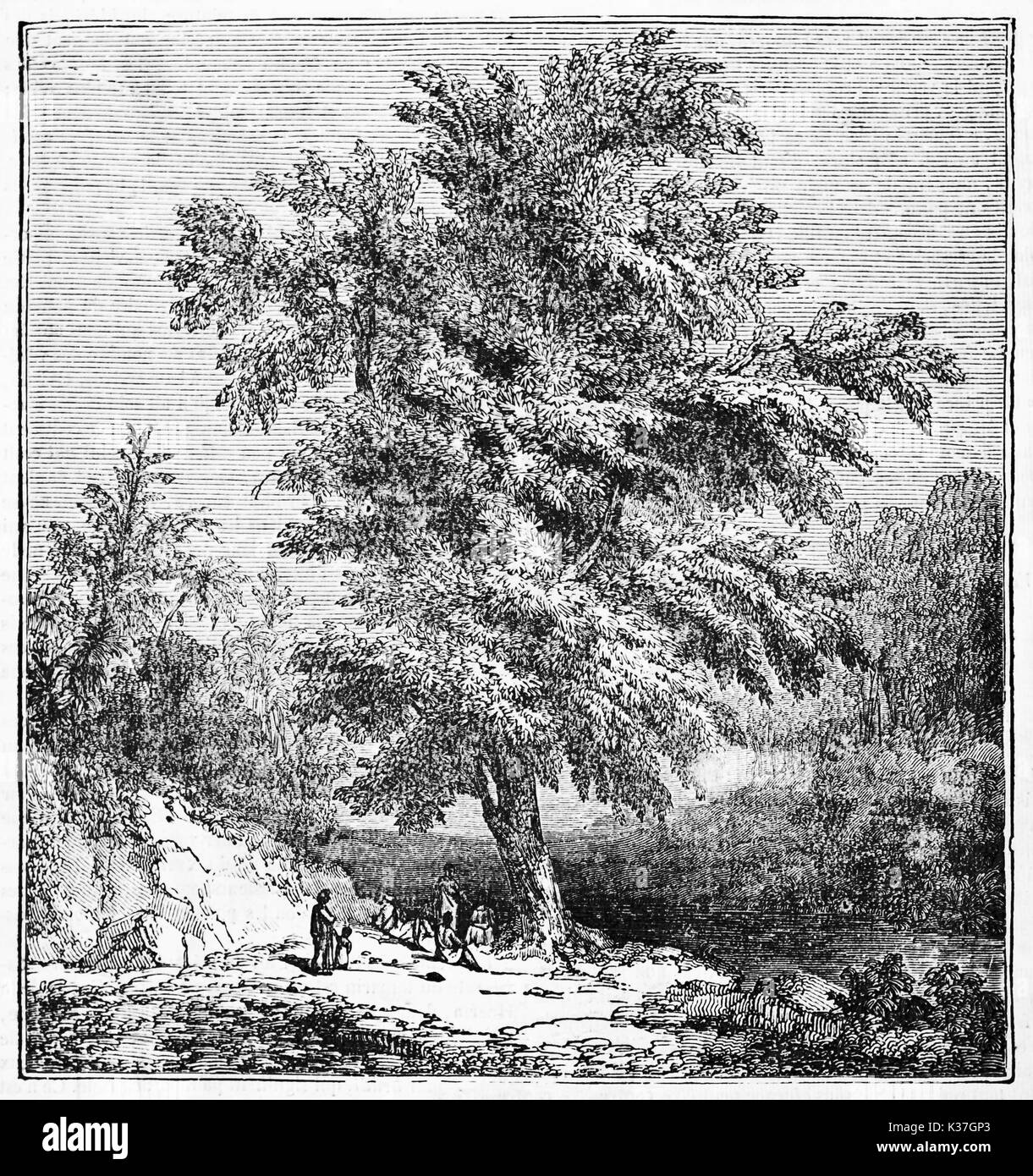 Big tamarind tree (Tamarindus indica) near to rocks and vegetation with ...