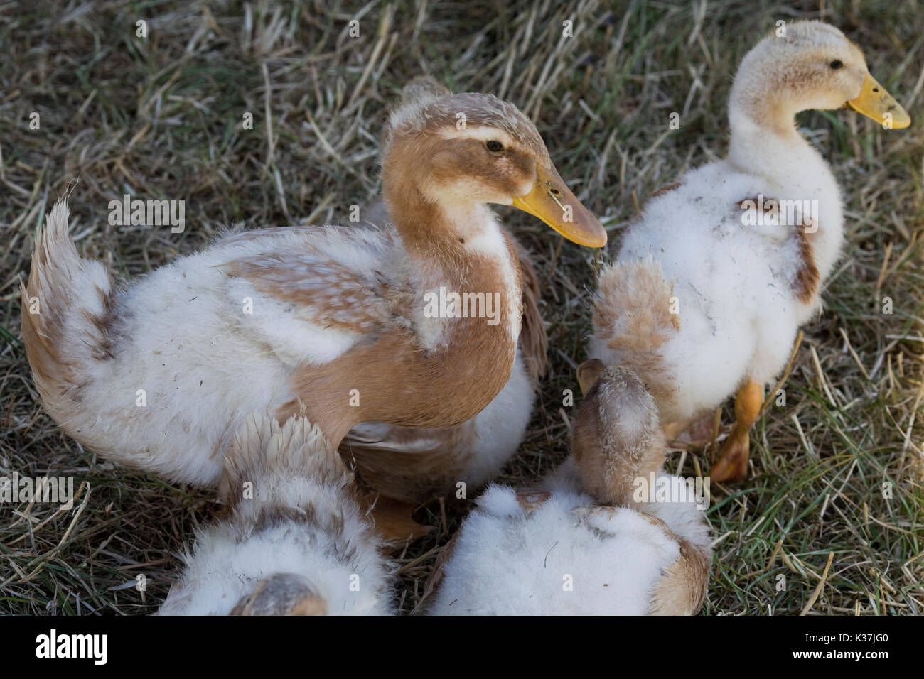 Domesticated duck breed hi-res stock photography and images - Alamy