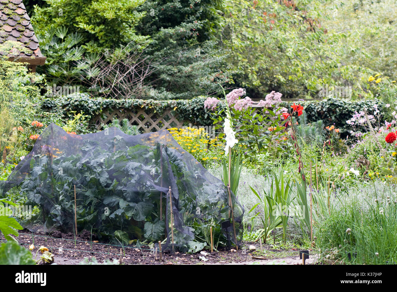 Traditional allotment Vegetables plot Stock Photo - Alamy