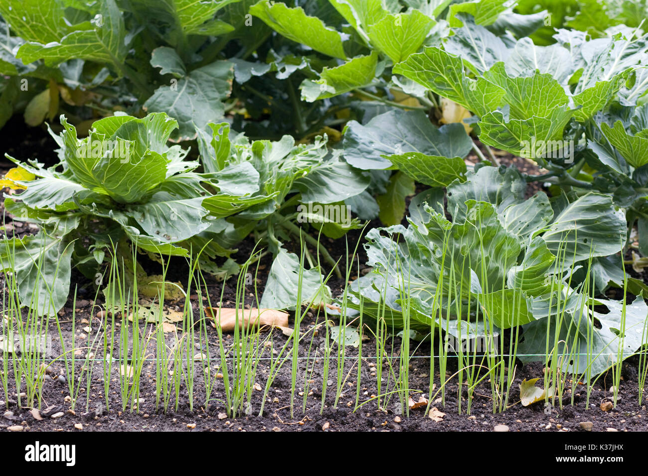 Traditional allotment Vegetables plot Stock Photo - Alamy