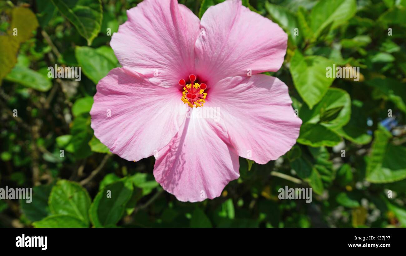 amazing tropical plants on pico isabel del torres mountain Stock Photo ...