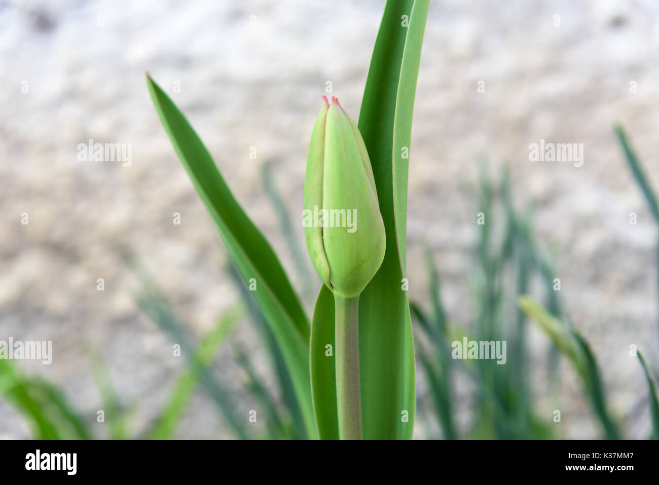Closed tulip flower hi-res stock photography and images - Alamy