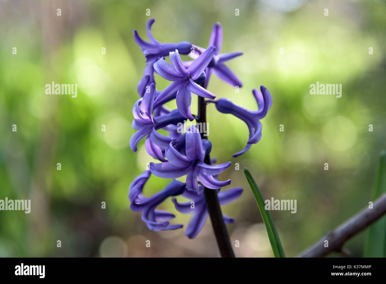 Blue hyacinthflower hi-res stock photography and images - Alamy
