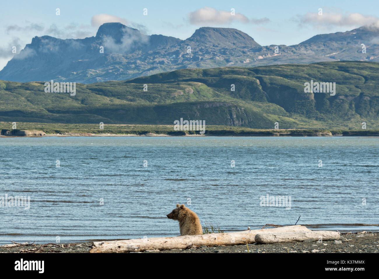A brown bear adult boar sits by a driftwood log along the Cook Inlet at ...