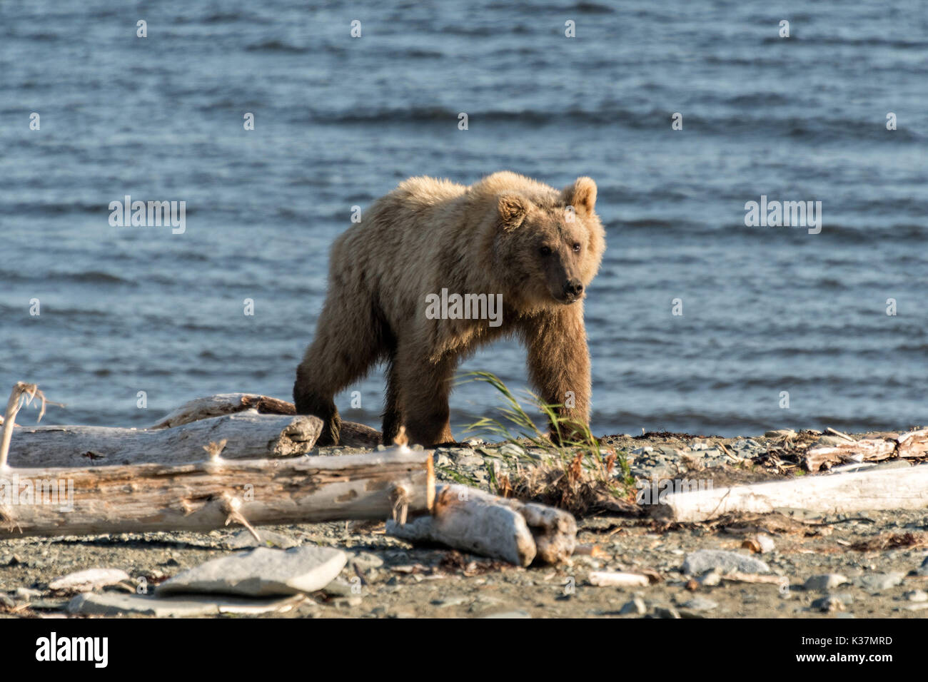 A brown bear adult boar walks on the beach along the Cook Inlet at the ...
