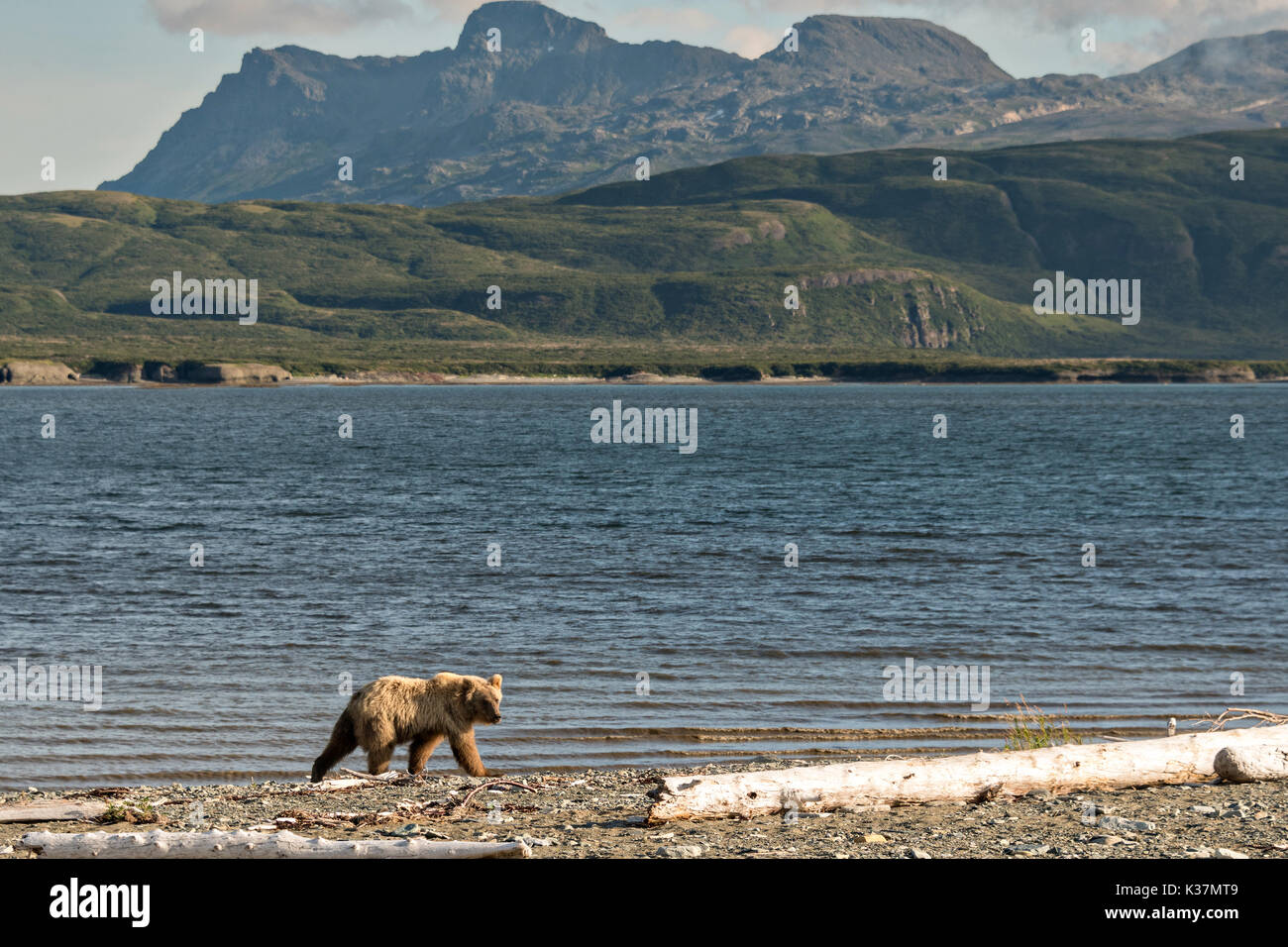 A brown bear adult boar walks on the beach along the Cook Inlet at the ...