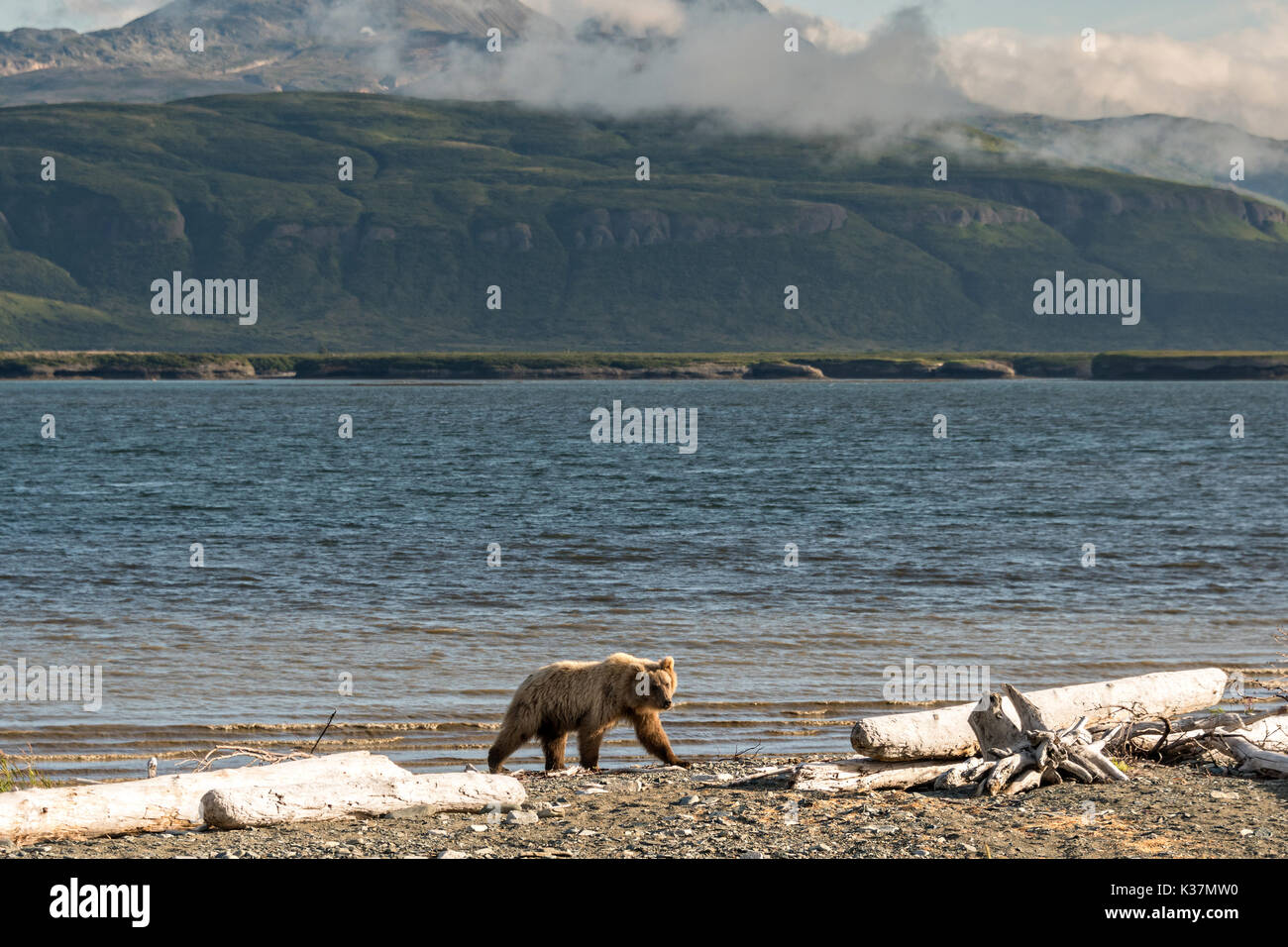 A brown bear adult boar walks on the beach along the Cook Inlet at the ...