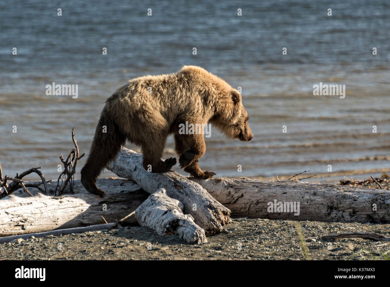 A brown bear adult boar walks on the beach along the Cook Inlet at the ...