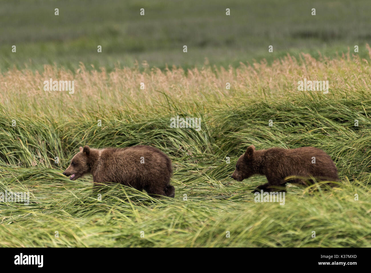 Largest sedge hi-res stock photography and images - Alamy