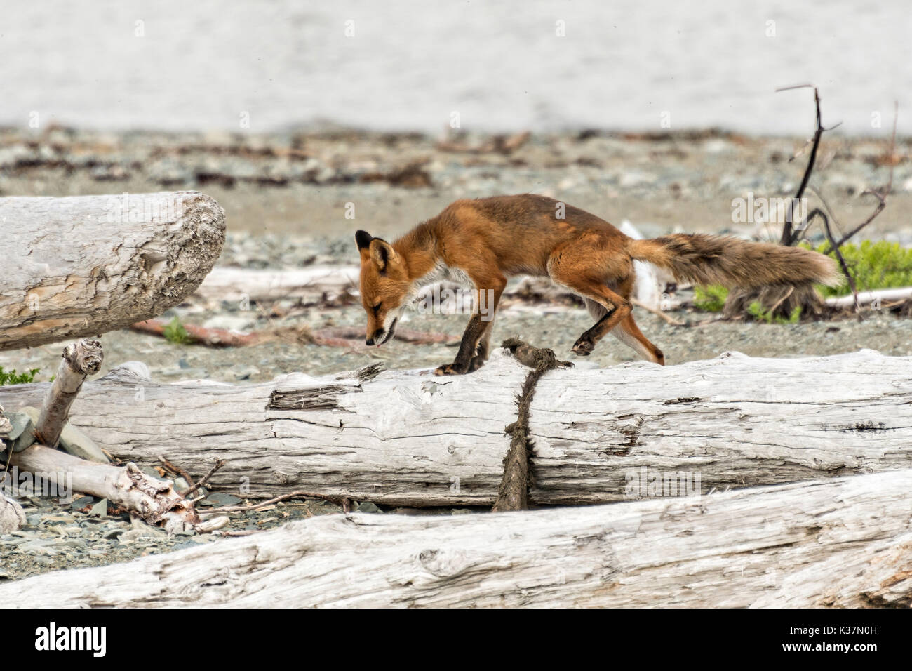 A red fox adult stands on a driftwood log along the beach at the McNeil ...