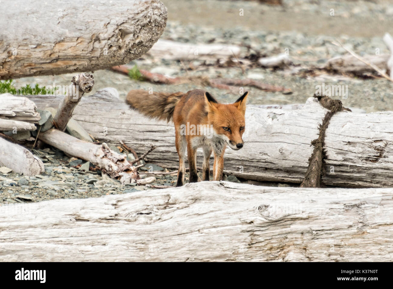 A red fox adult walks over a driftwood log along the beach at the ...