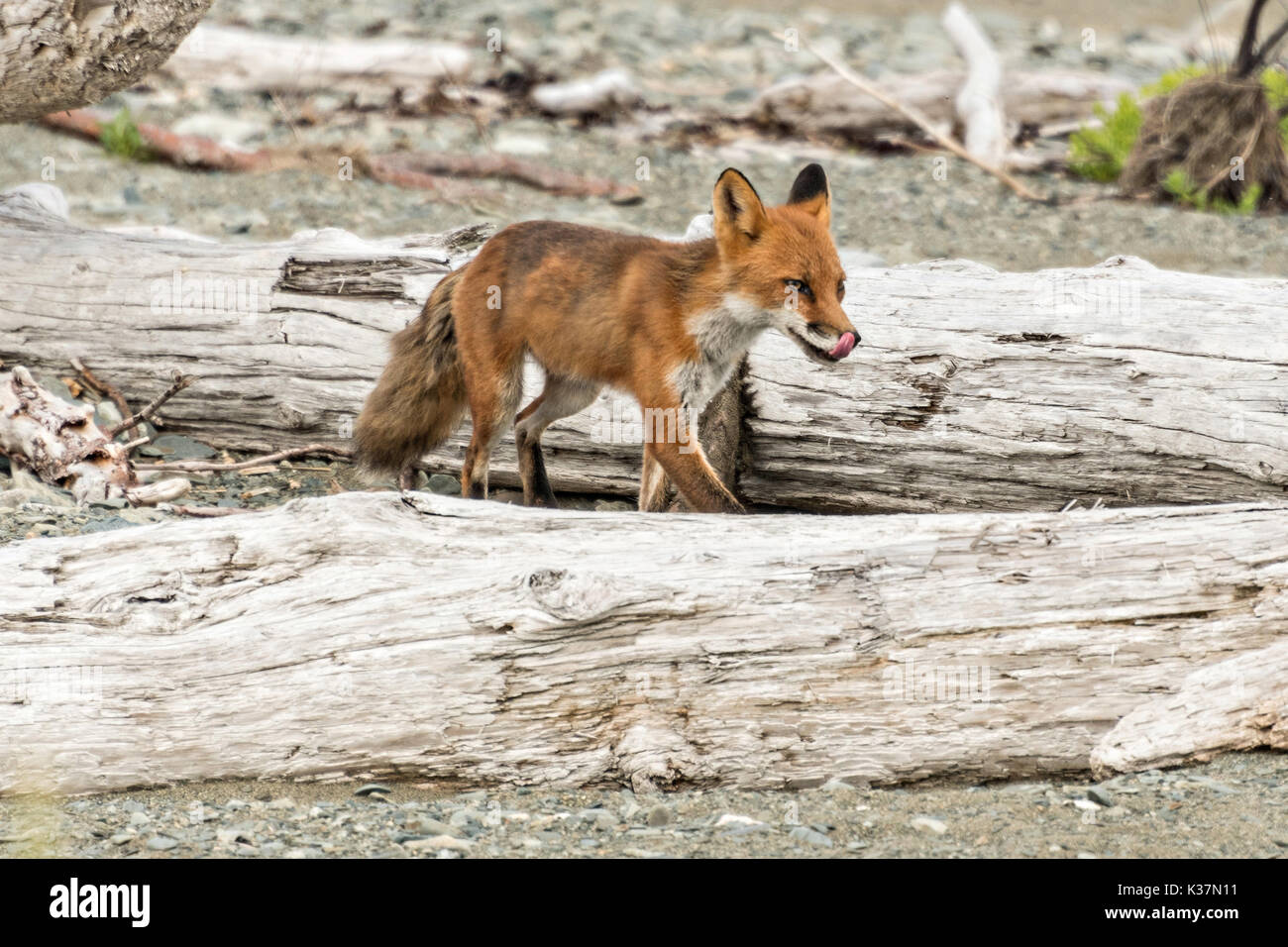 A red fox adult walks over a driftwood log along the beach at the ...
