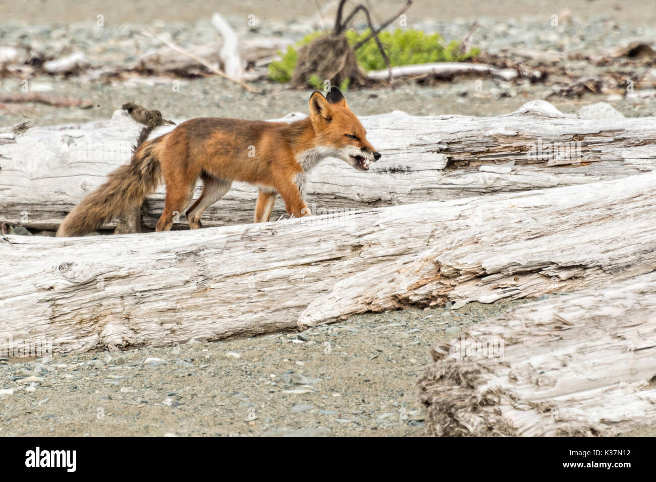 A red fox adult walks over a driftwood log along the beach at the ...