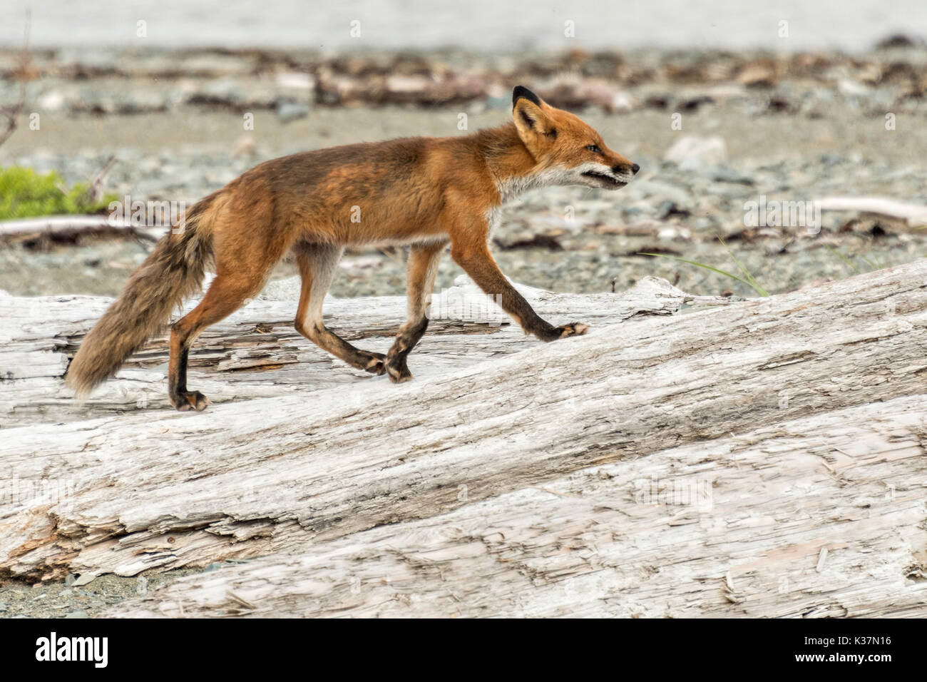 A red fox adult walks over a driftwood log along the beach at the ...