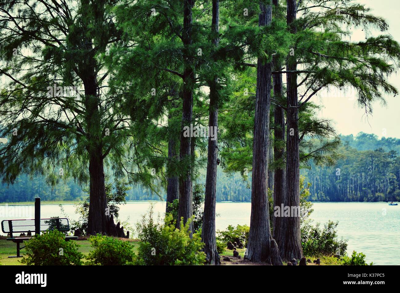 Trees by the Lake Stock Photo - Alamy