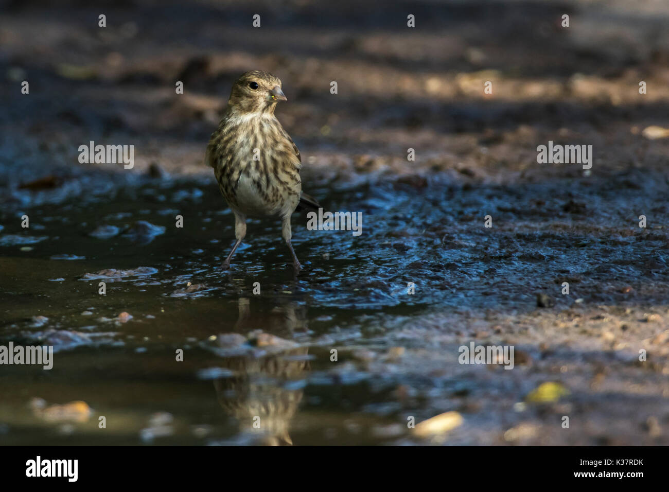 Young common linnet hi-res stock photography and images - Alamy